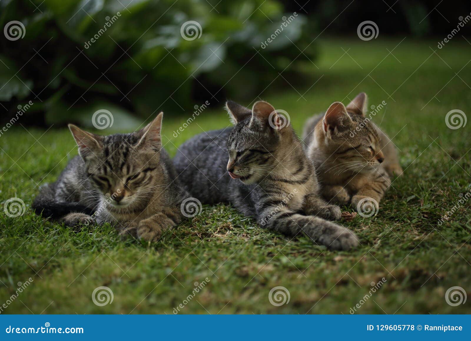 Group of Little Kittens in the Grass Stock Photo - Image of active ...