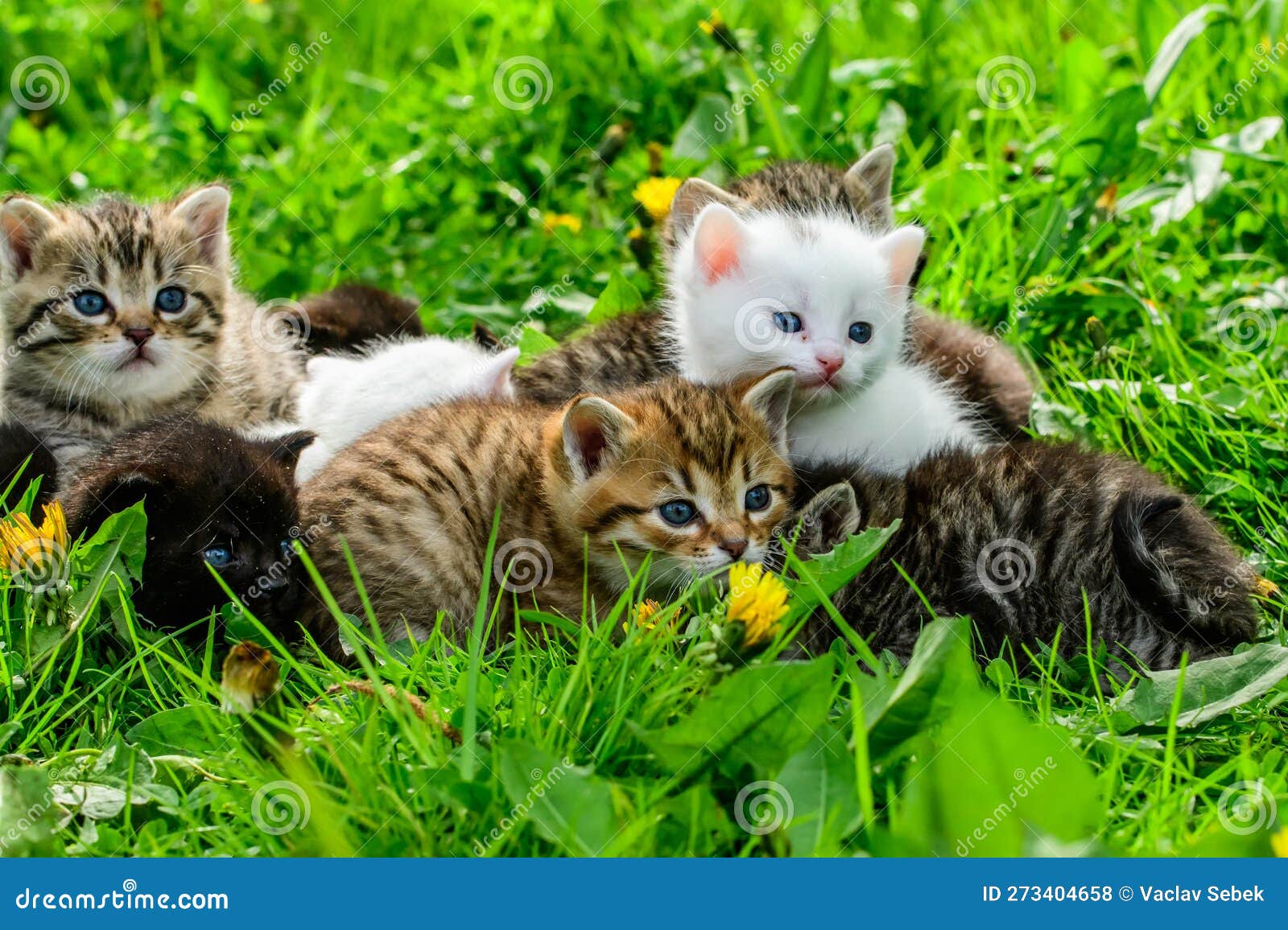 Group of little kittens stock photo. Image of domestic - 273404658