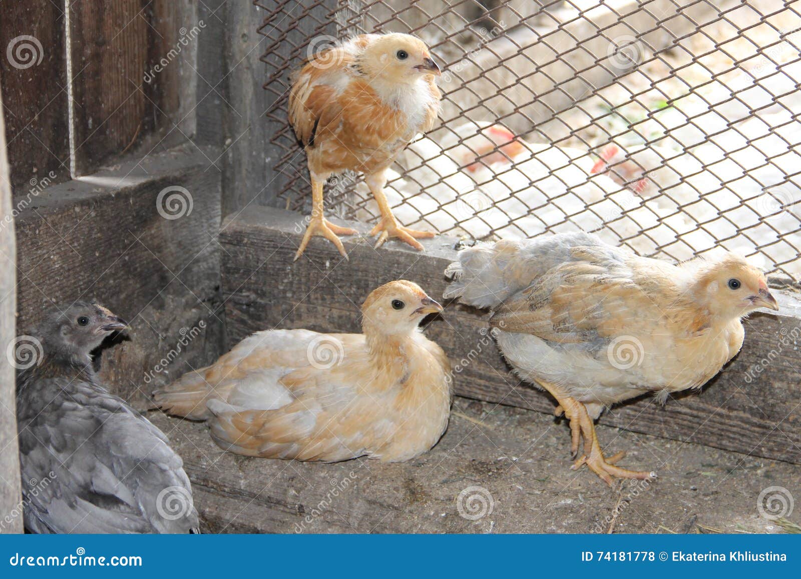 Group of Little Yellow Chickens on a Farm Stock Photo - Image of ...
