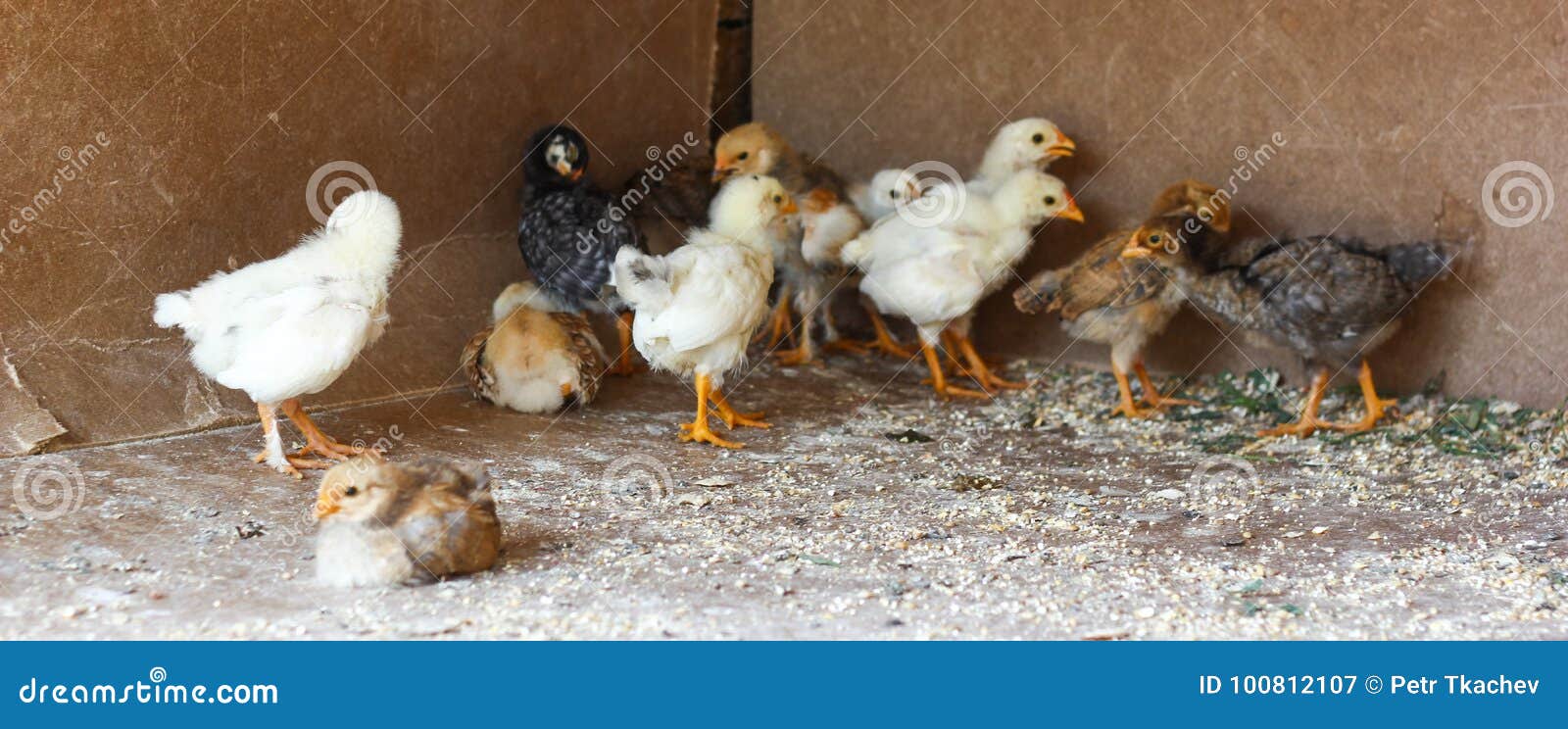 Little Yellow Chicks in Chicken Farm. Stock Image - Image of animal ...