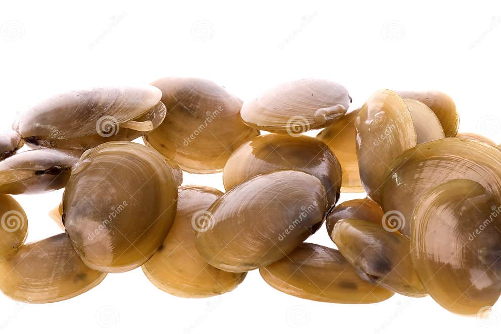 Group of live edible clams stock photo. Image of animals - 5970638