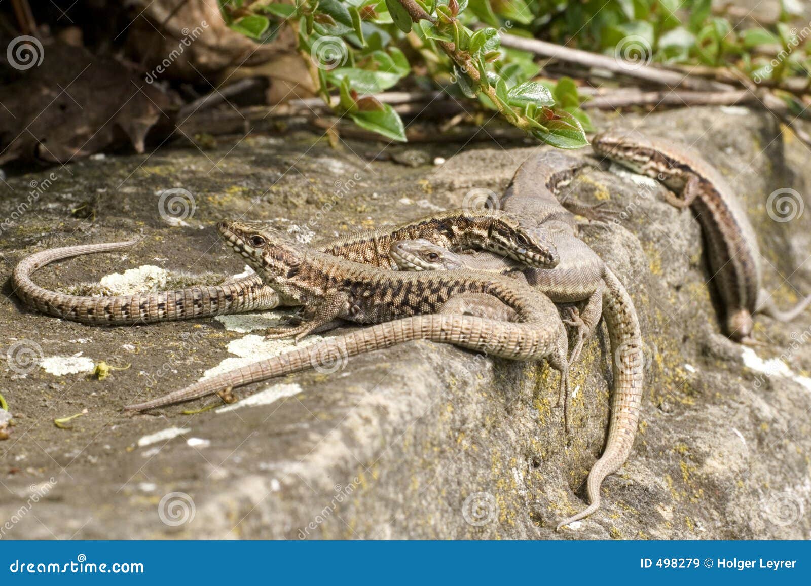Group Of Lizards Picture. Image: 498279