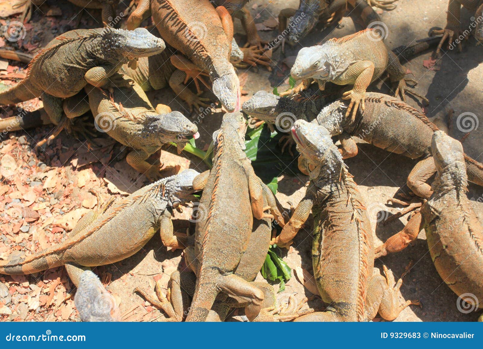 Group of lizards stock image. Image of group, orange, iguana - 9329683