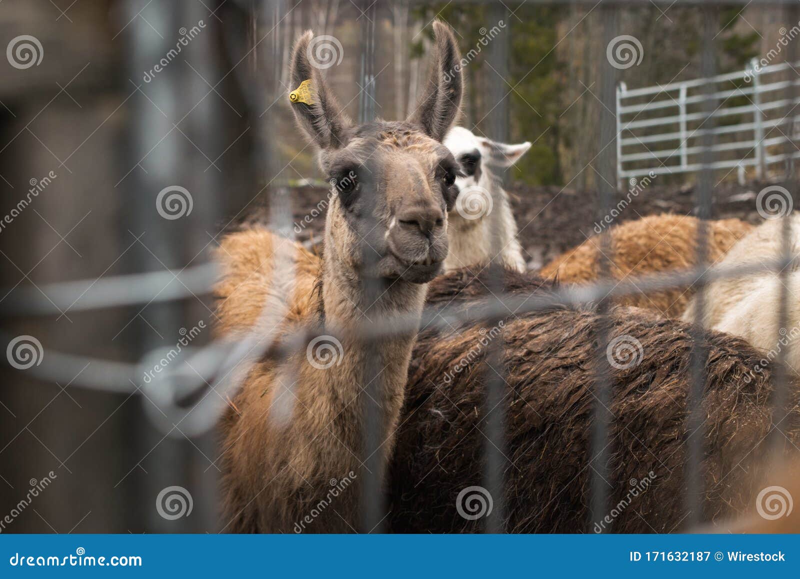 Group of Llamas in a Cage in a Park during Daytime Stock Image - Image ...