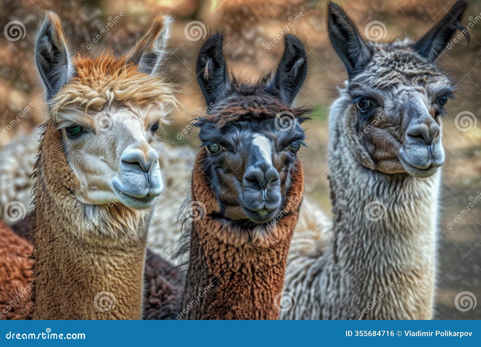 A Group of Llamas Standing Side by Side, with Their Unique Features and ...