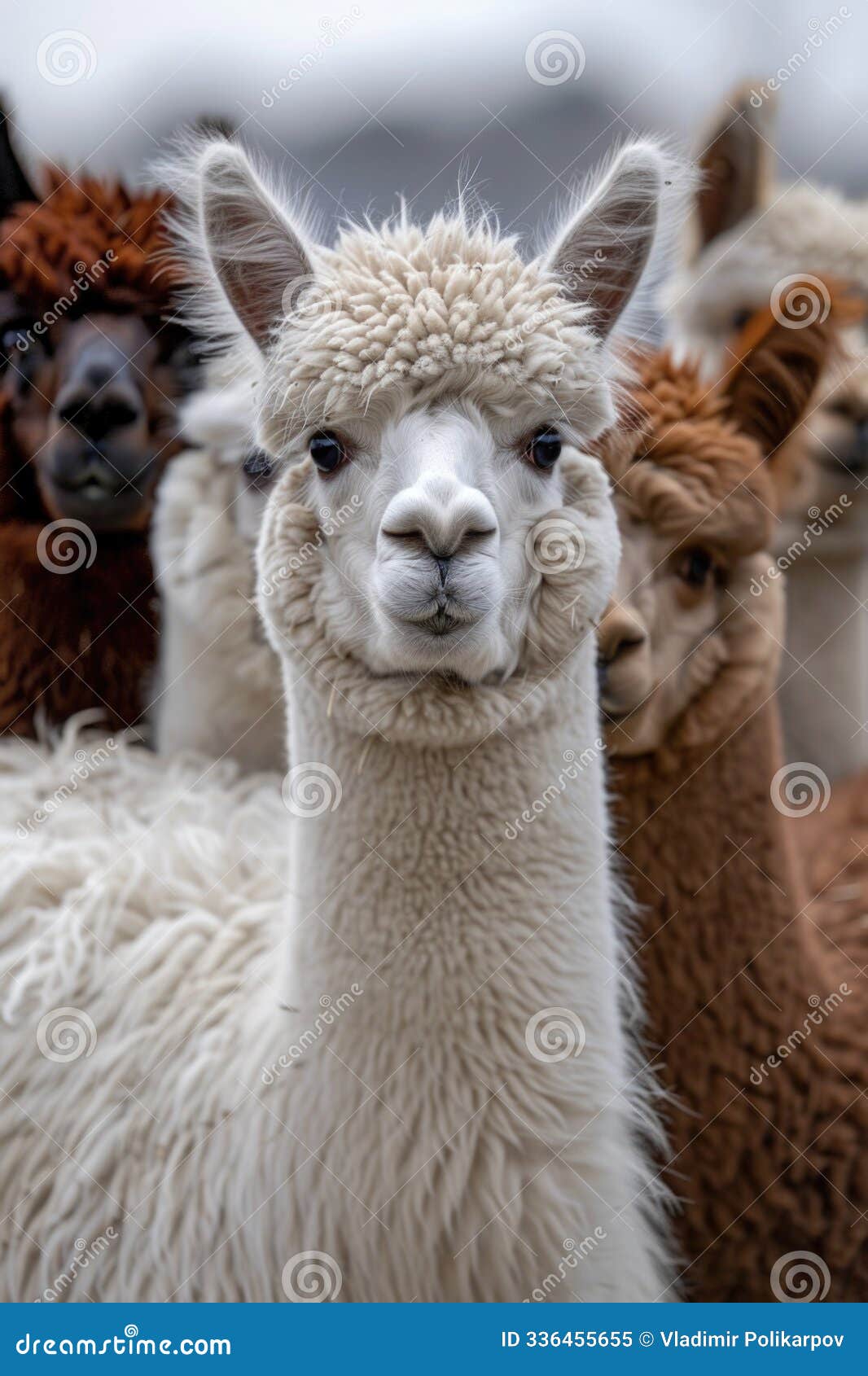 A Group of Llamas Standing Together in a Row, Often Used As a Symbol ...