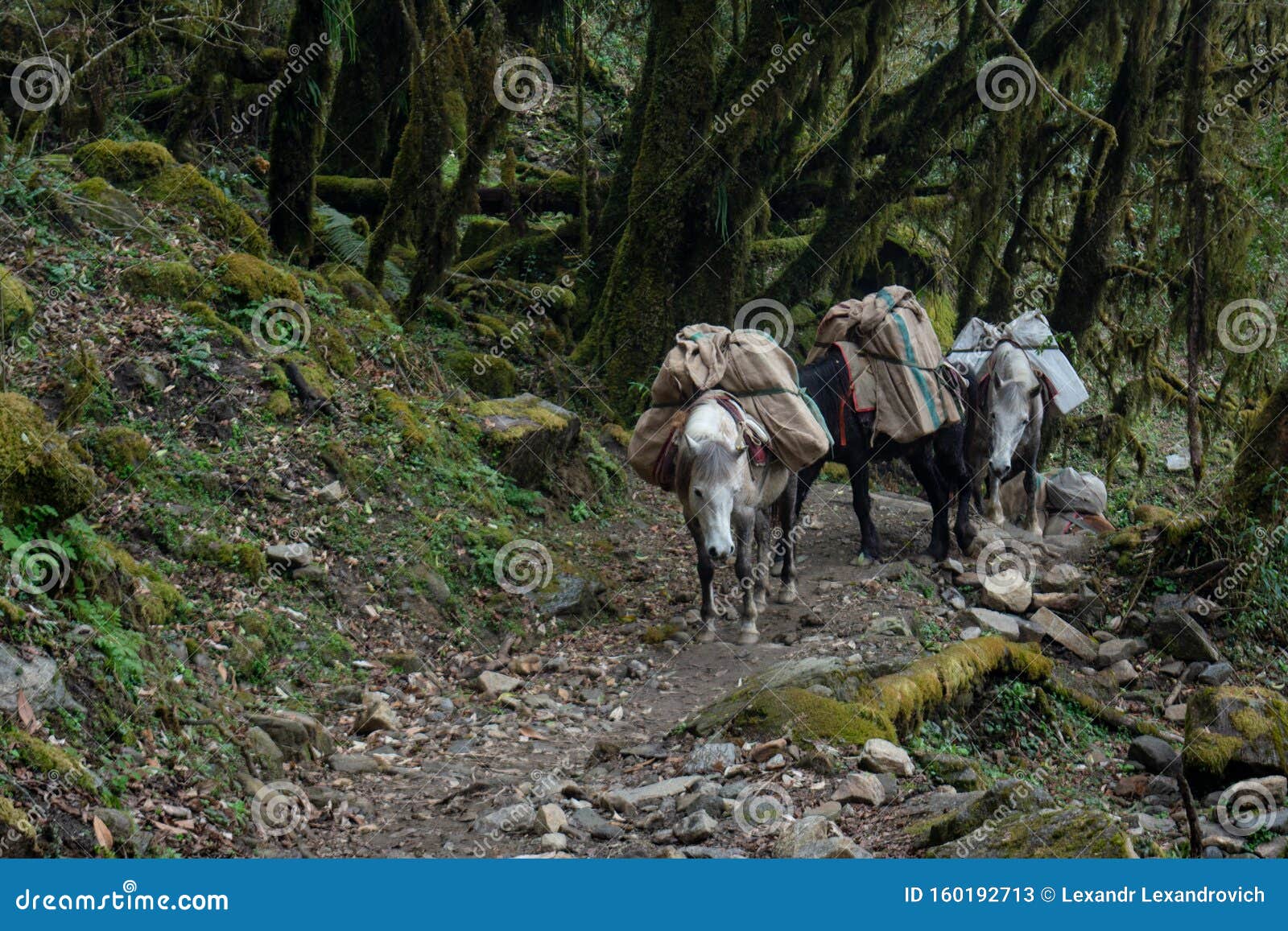 Group of Loaded Mules with Baskets on the Back Walking by Trail in the ...