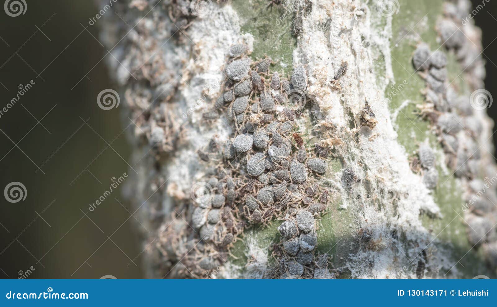 A Group of Locusts on Bamboo Stock Image - Image of green, crawling ...