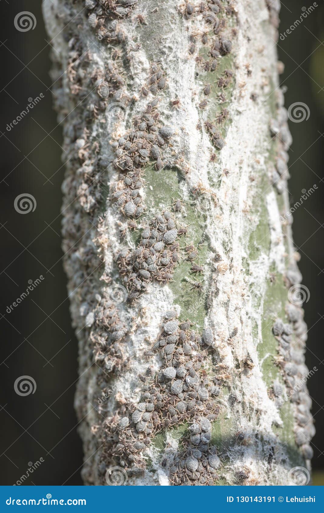 A Group of Locusts on Bamboo Stock Image - Image of bamboo, leaf: 130143191