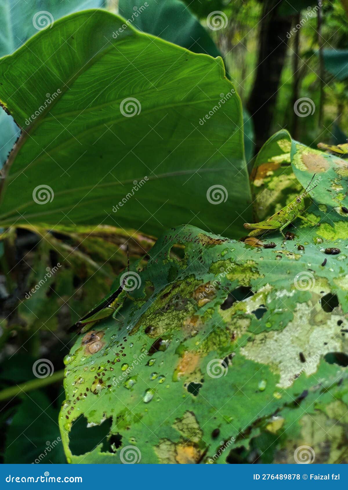 A Group of Locusts that Eat Taro Leaves Stock Photo - Image of leaves ...