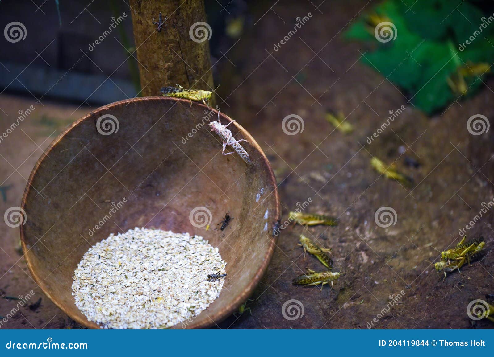 Group of Locusts Eating from a Bowl of Grain Stock Photo - Image of ...