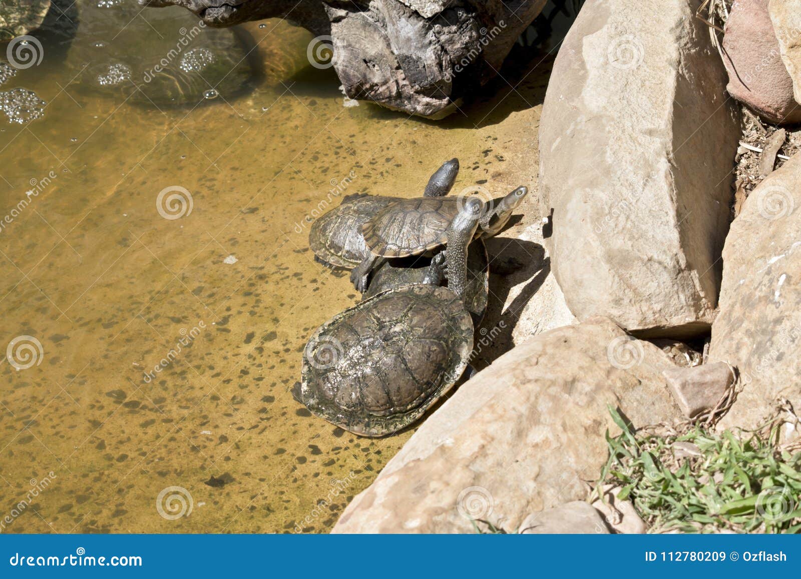 Long necked turtles stock image. Image of piled, side - 112780209
