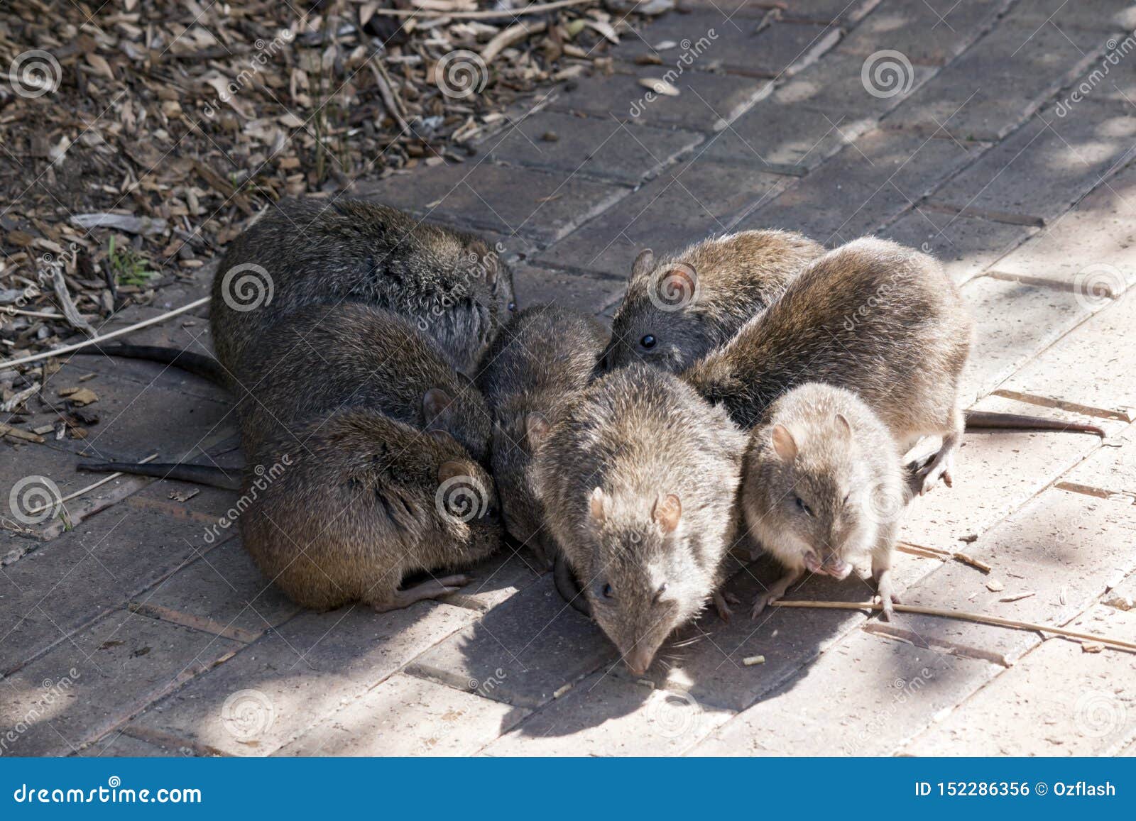 A Group of Long Nosed Potoroos Stock Photo - Image of nature, marsupial ...