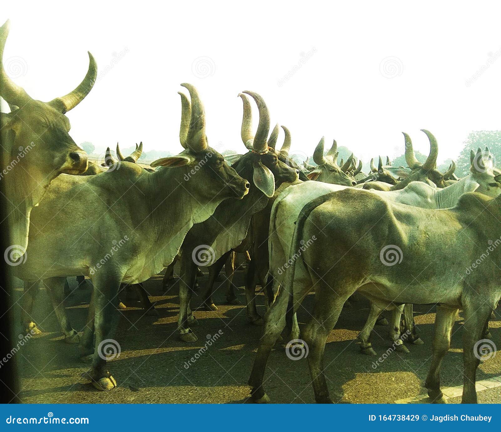 Group of Long and Sharp Horned Cows and Bulls Returning Homes in the ...