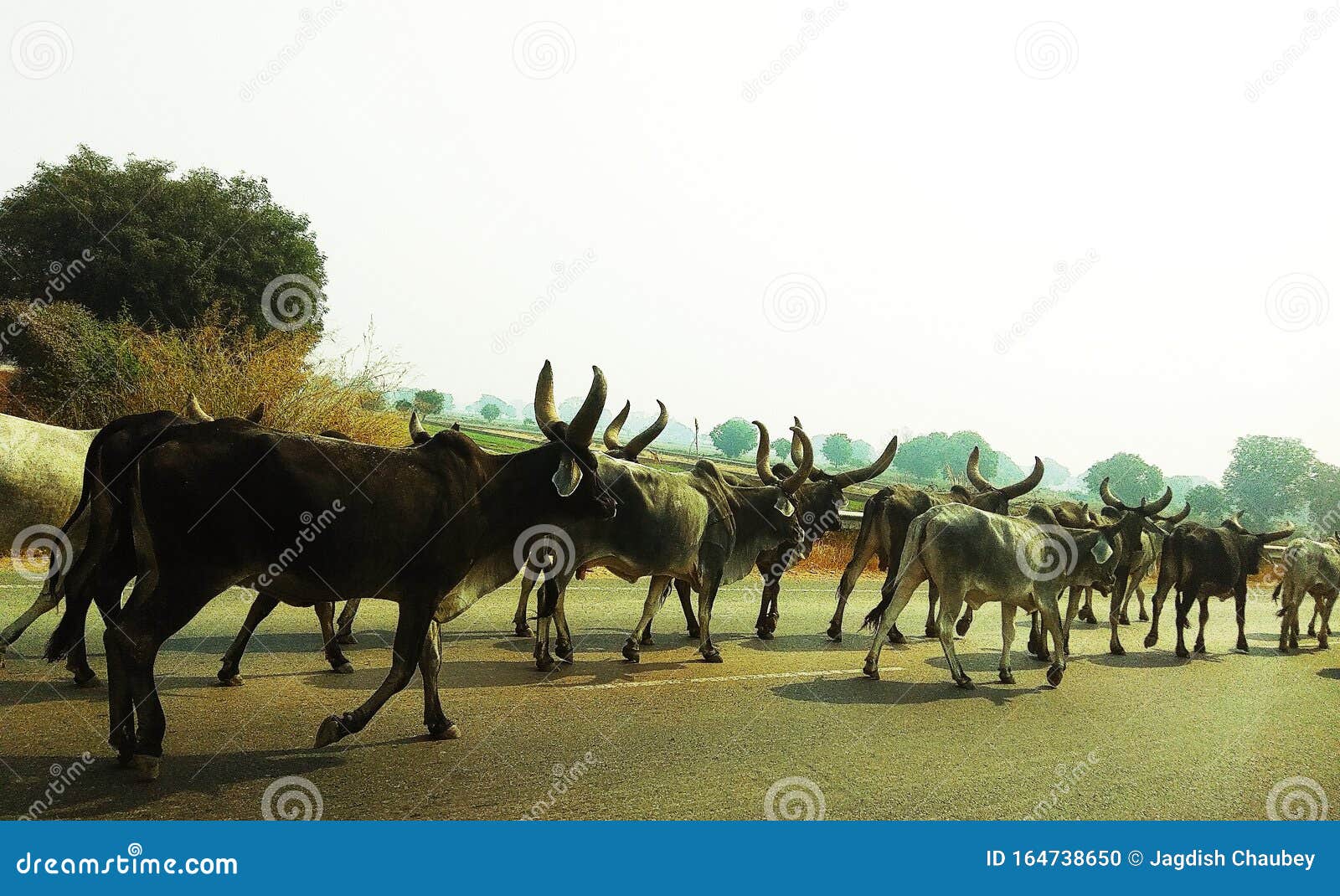 Group of Long and Sharp Horned Cows and Bulls Returning Homes in the ...
