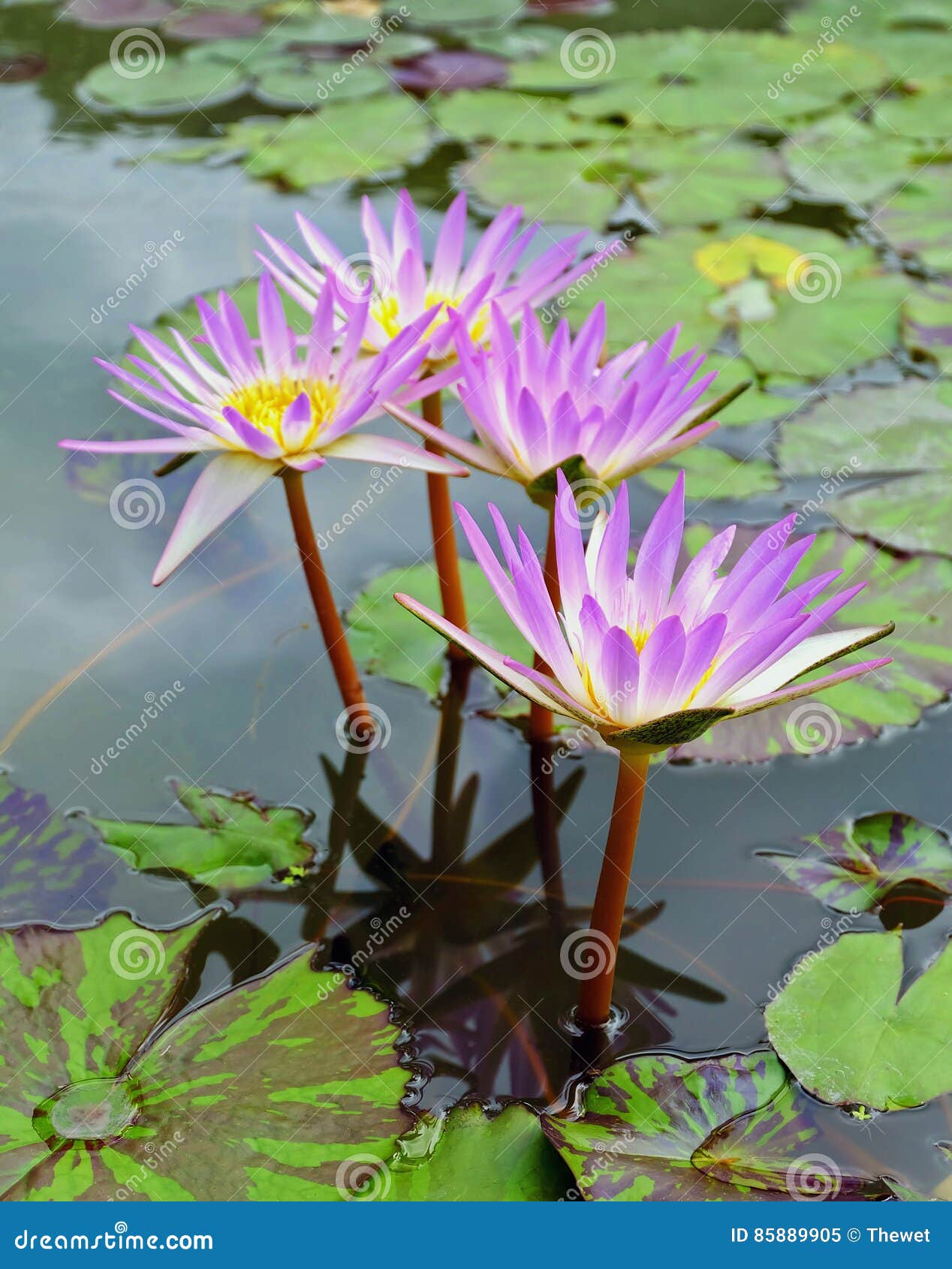 Group of lotus flower stock image. Image of bloom, flowers - 85889905