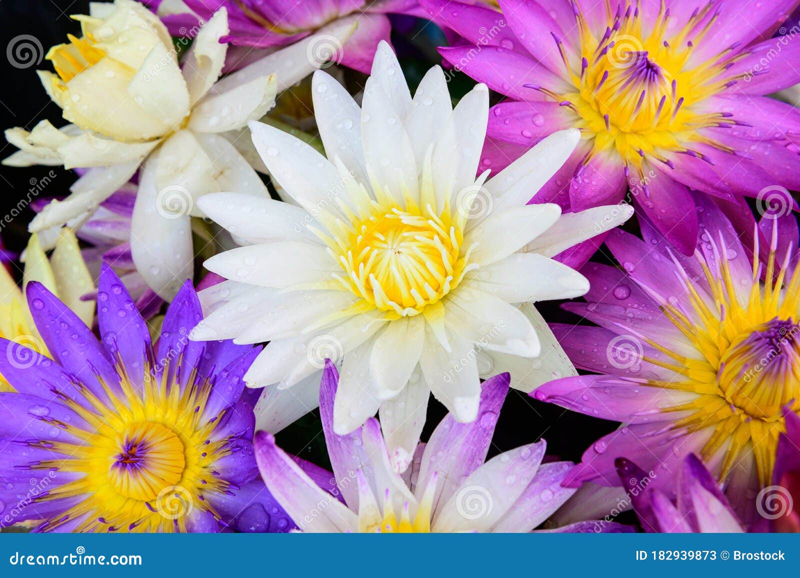 Group of Lotus Flowers Full Bloom Stock Image - Image of bloom, lotus ...