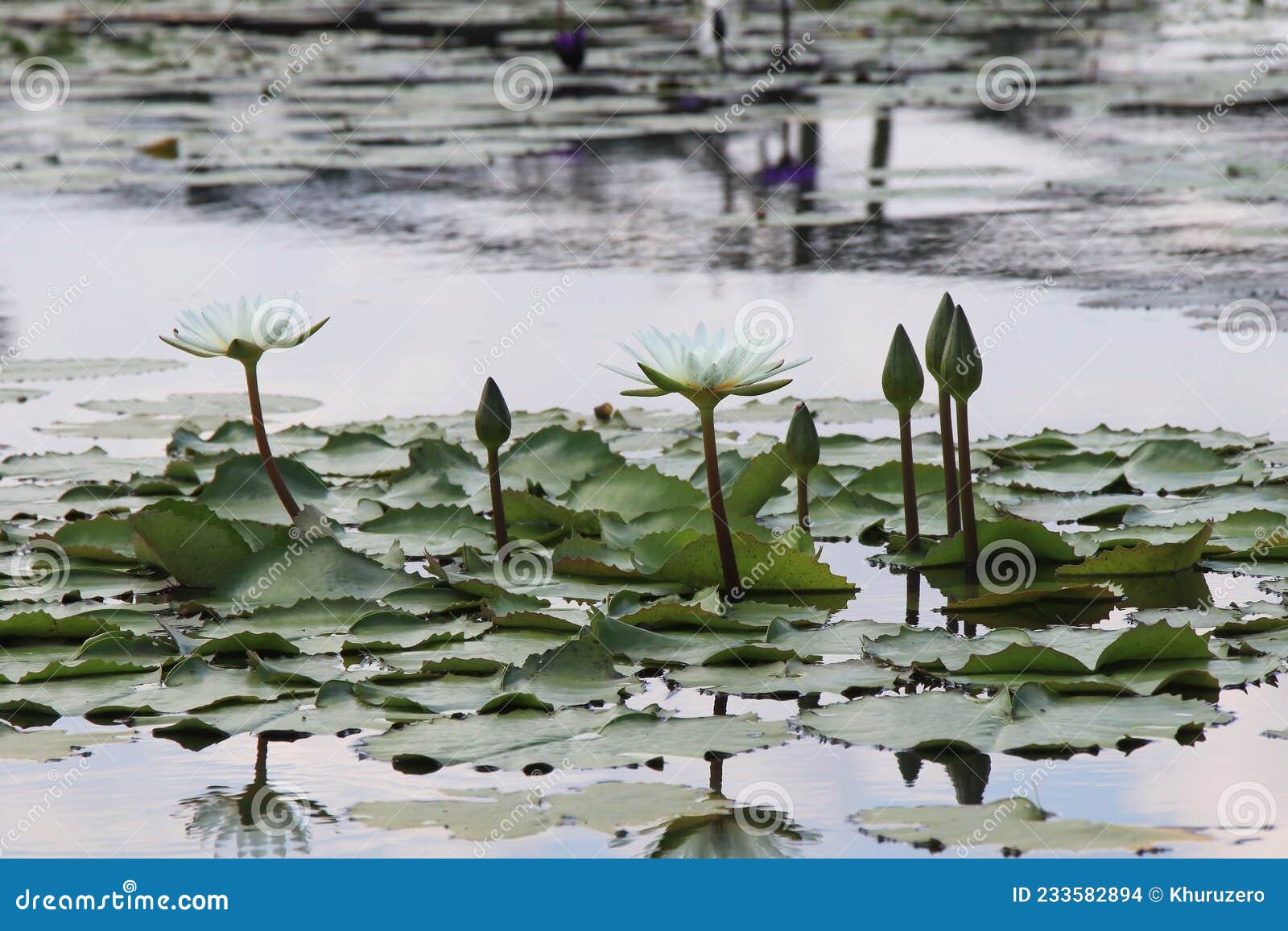 Group of Lotus Flowers in the Pond Stock Photo - Image of lotus, green ...