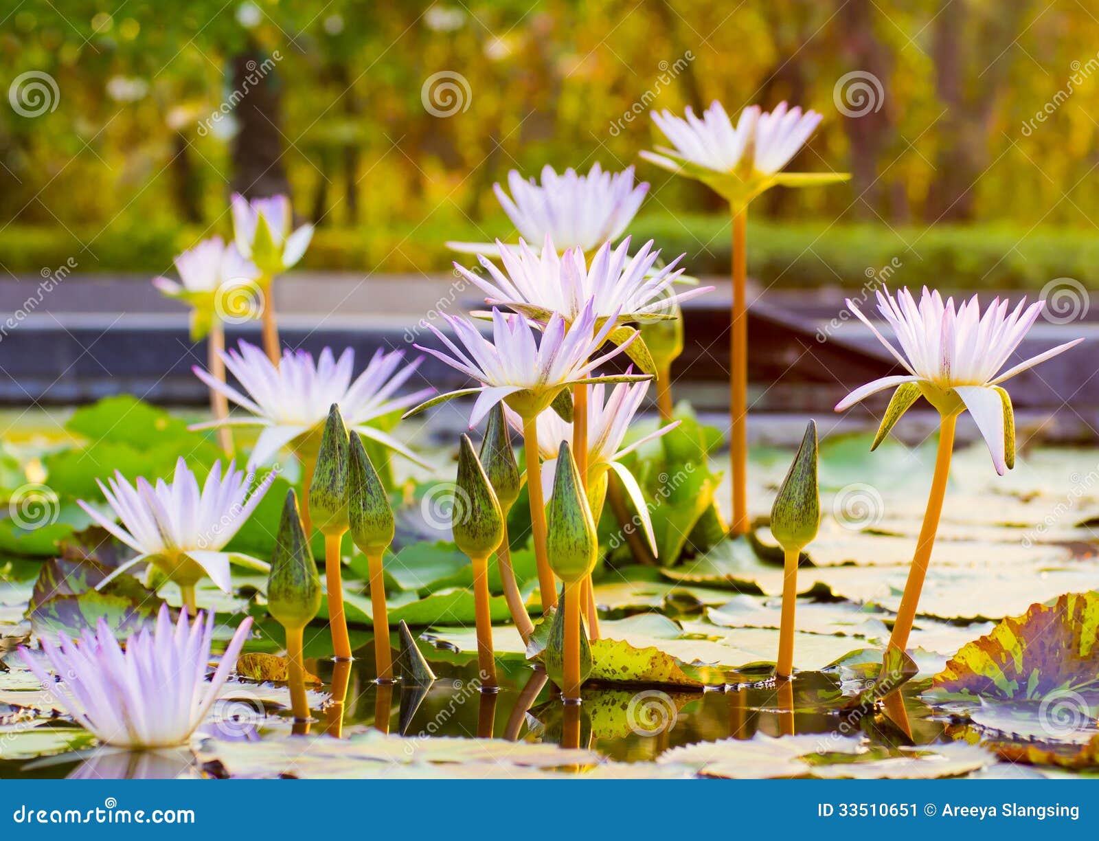 Group of lotus flowers stock image. Image of decoration - 33510651