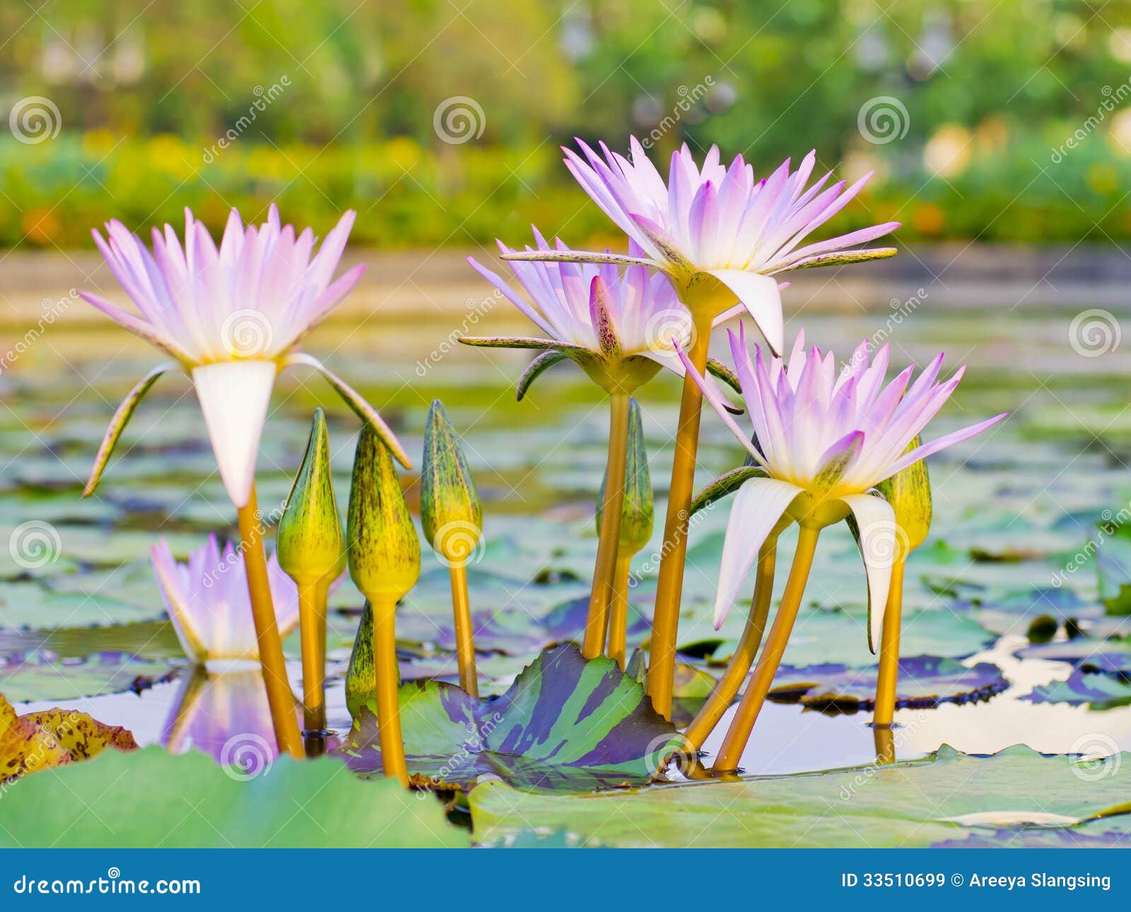 Group of lotus flowers stock image. Image of colorful - 33510699