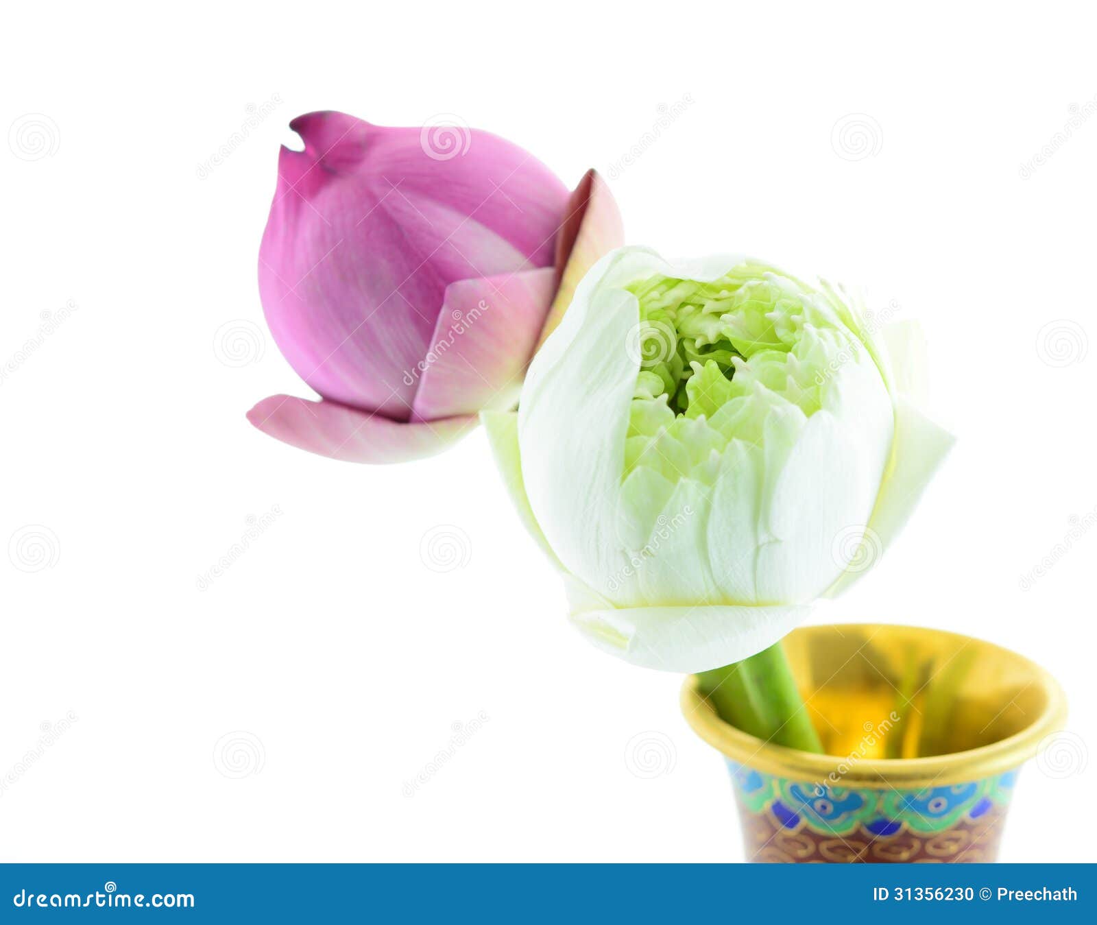 A group of lotus stock photo. Image of botanical, nature - 31356230