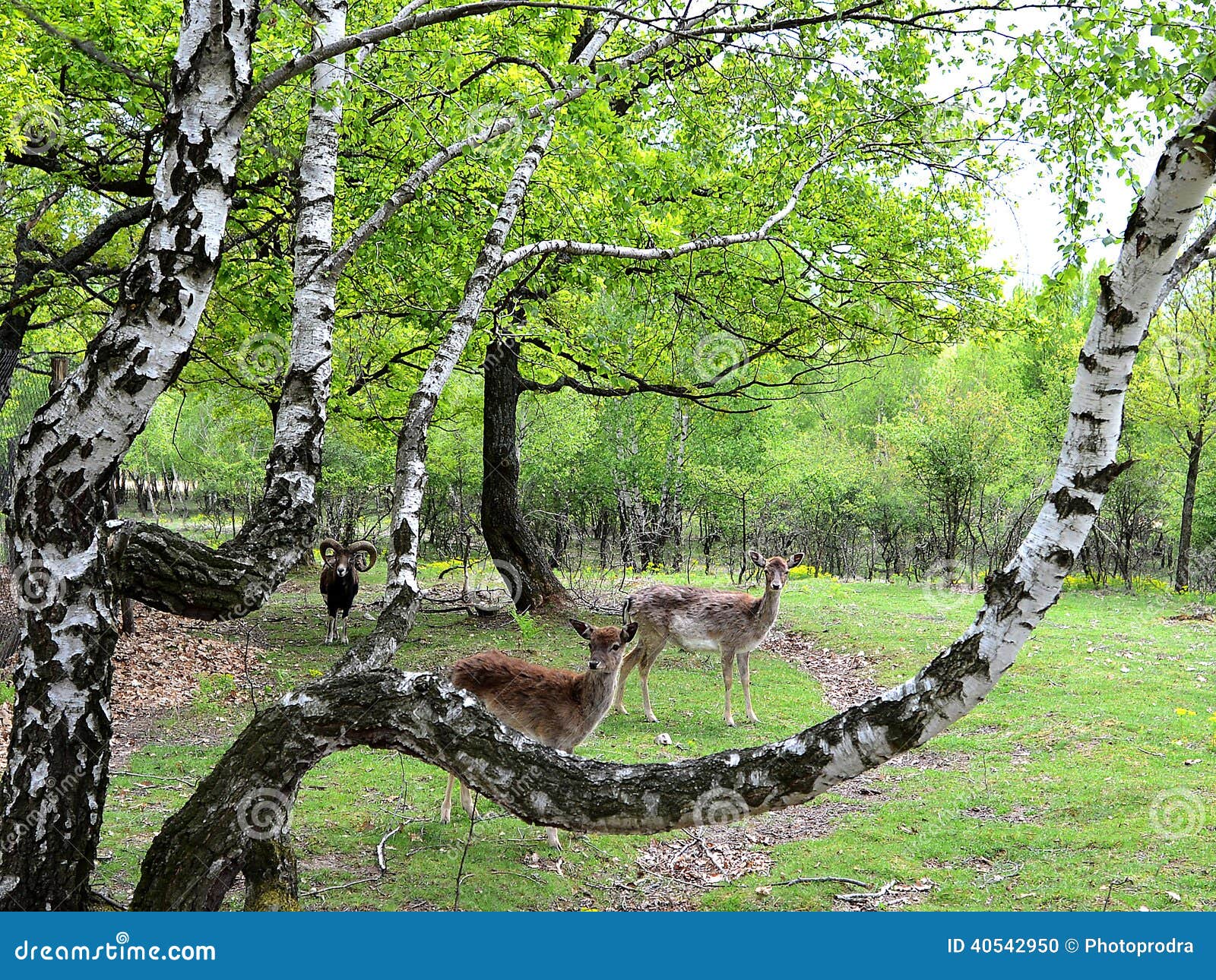 Group of Lovely Deers and a Ram in Wilderness Stock Photo - Image of ...