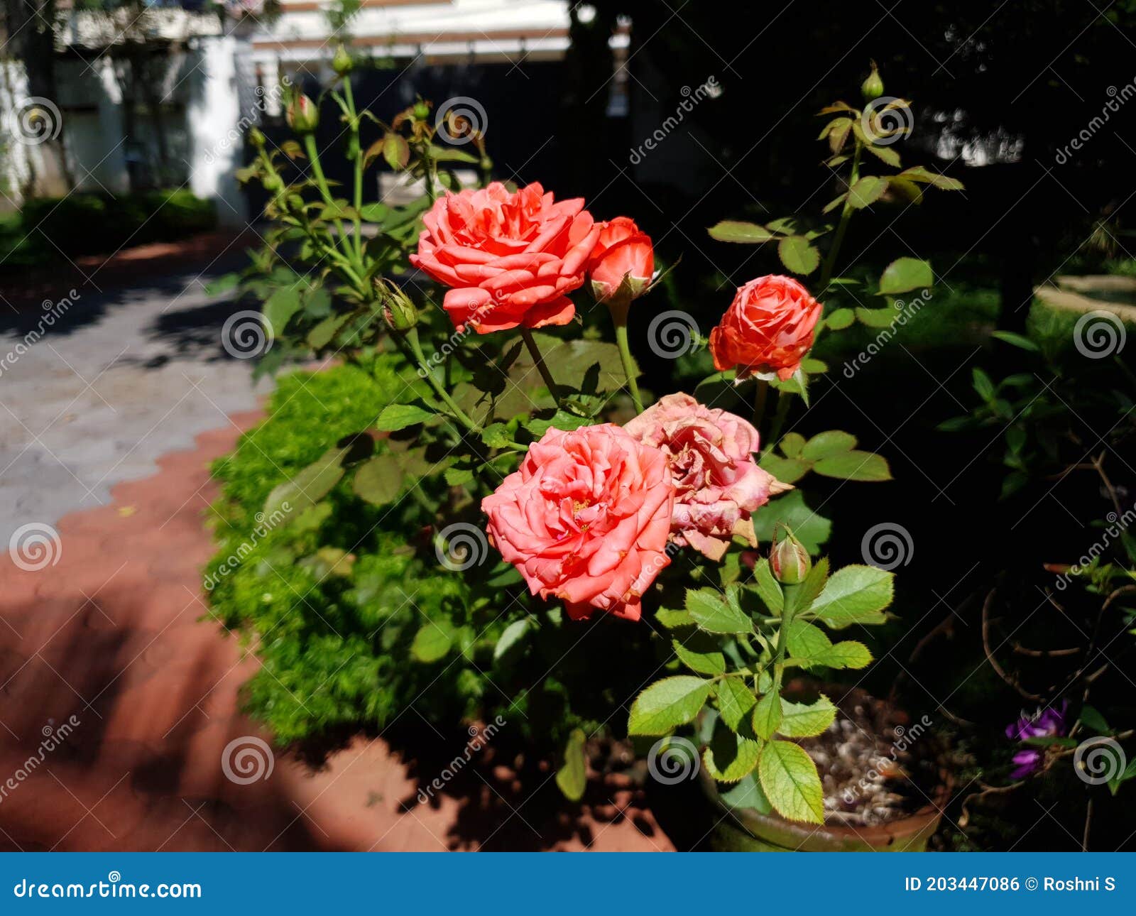 Group of lovely pink roses stock photo. Image of centrepiece - 203447086
