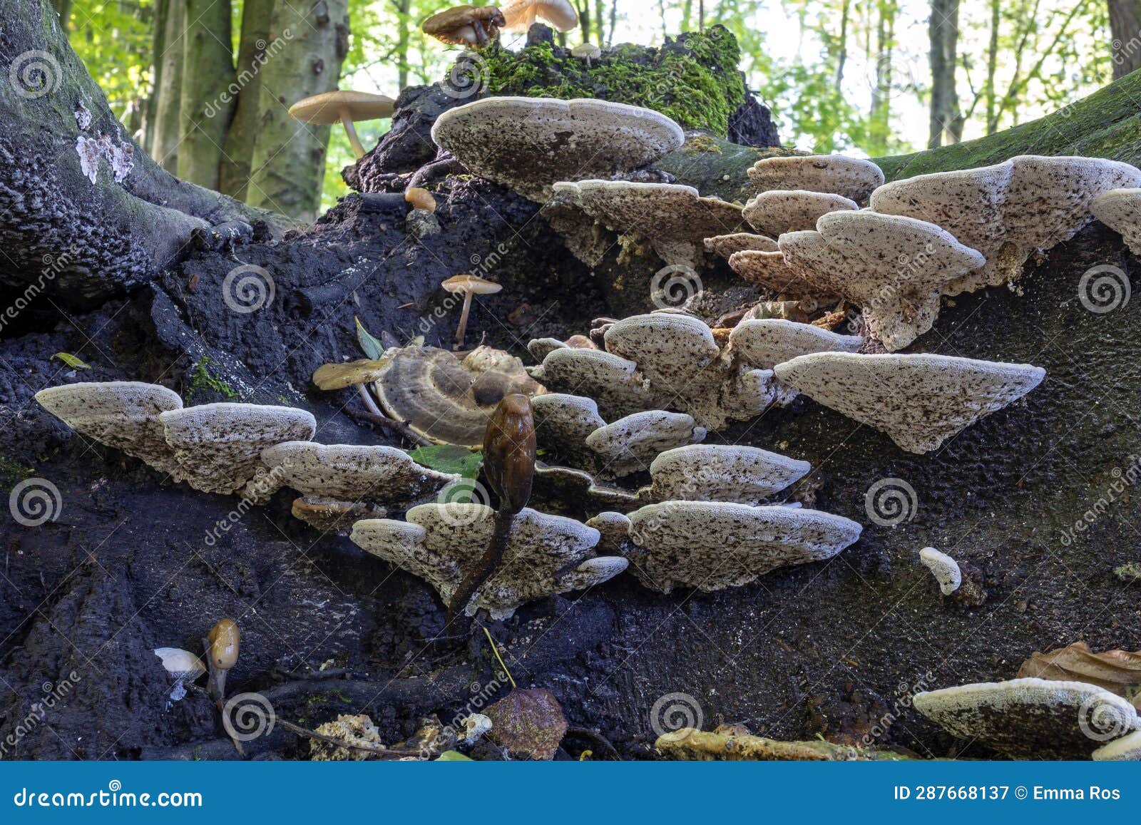 A Group of Lumpy Bracket on an Old Tree Trunk Photographed in the ...
