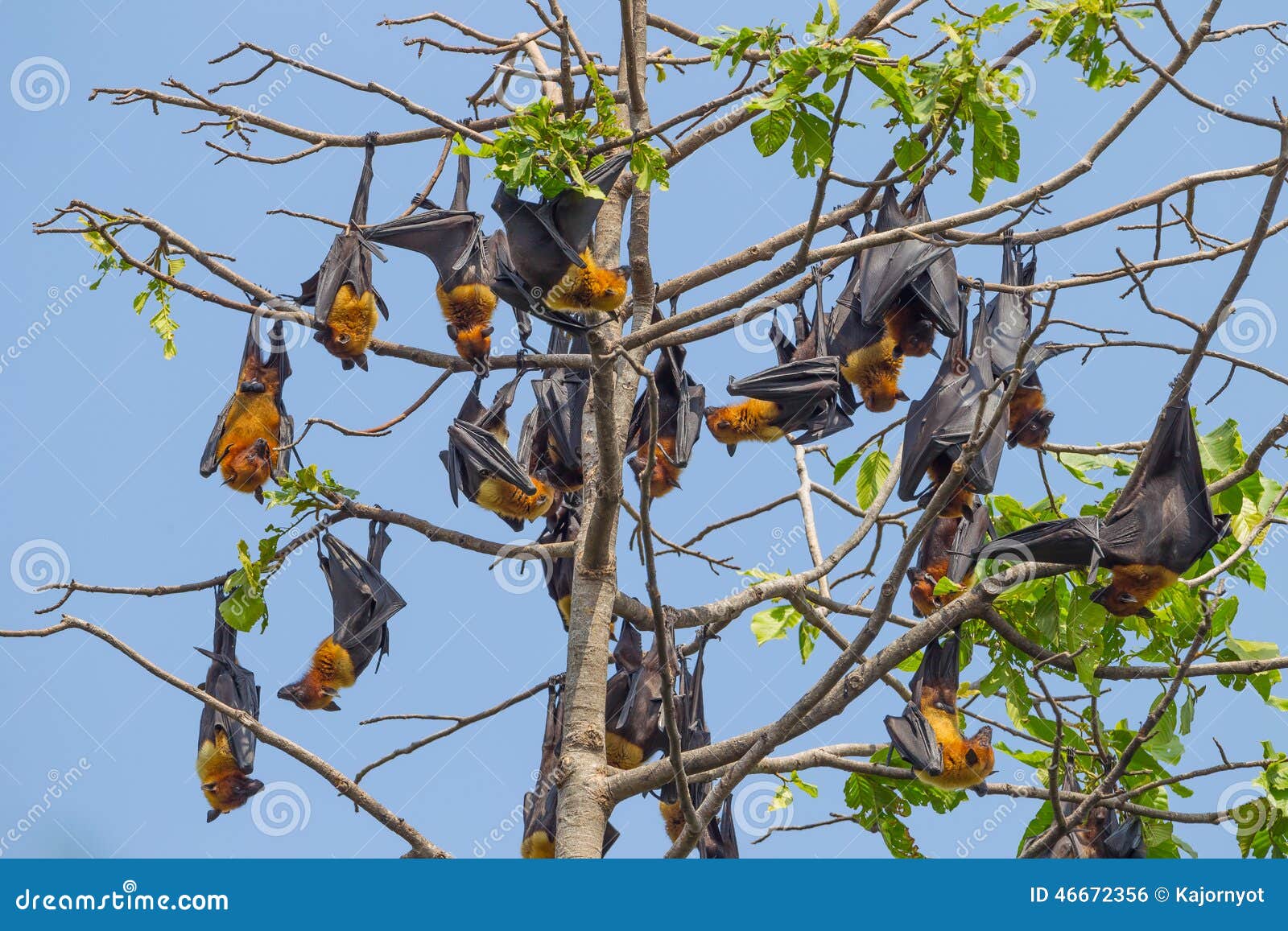 Group of Lyle S Flying Fox (Pteropus Lylei) Stock Photo - Image of rain ...