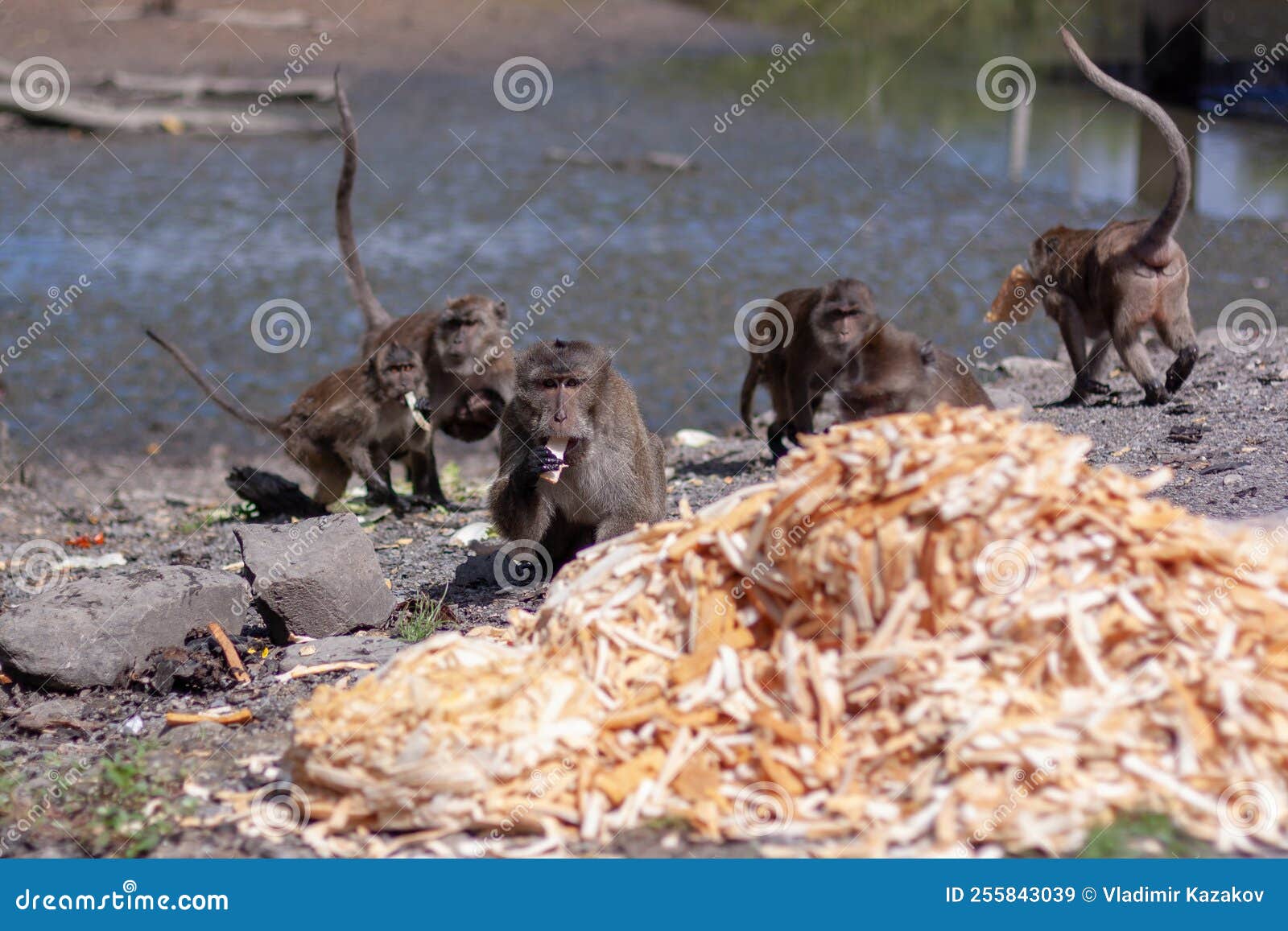 Group of Macaque Monkeys Eat Crust of Bread from Large Pile on the ...