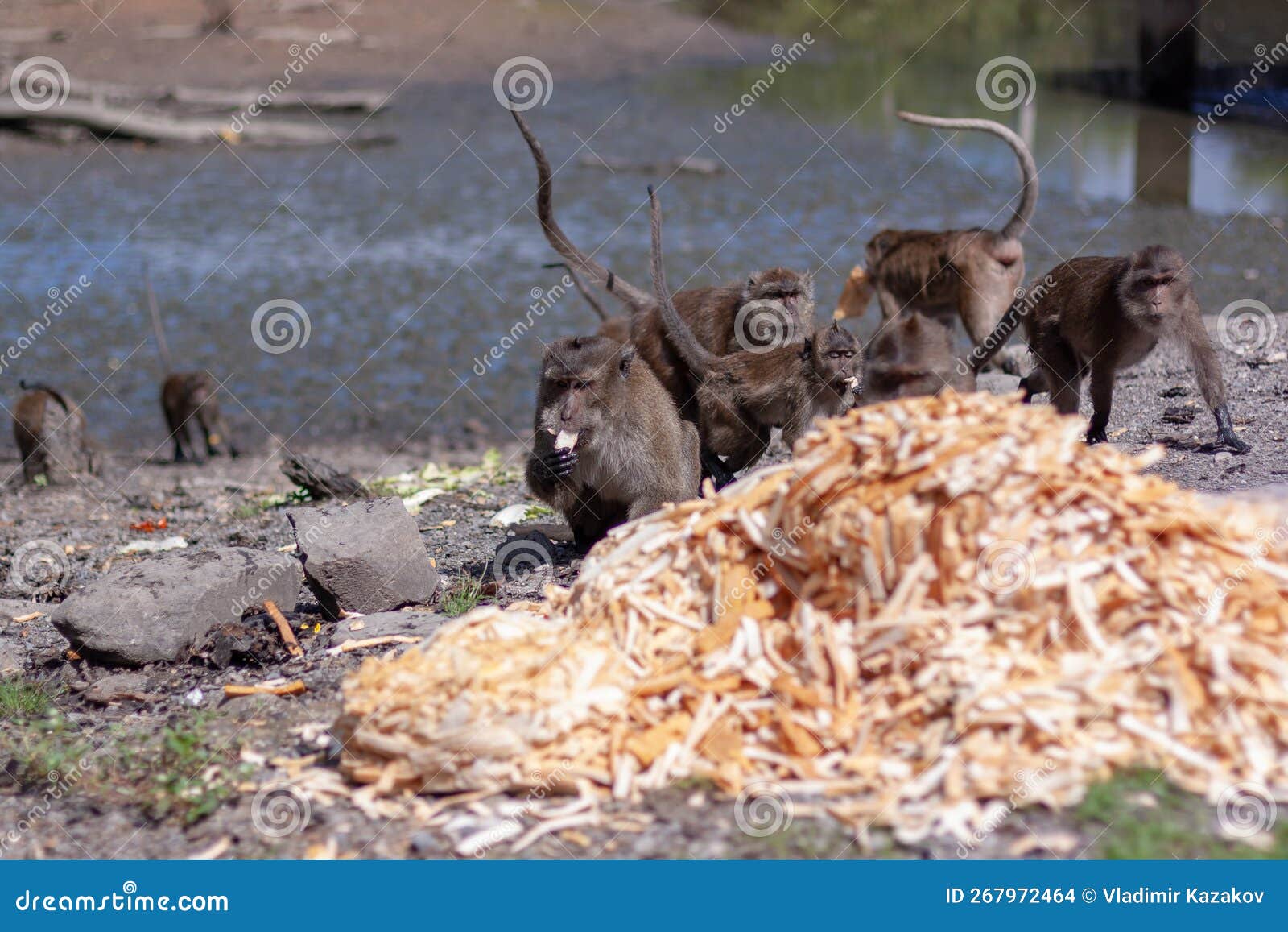 Group of Macaque Monkeys Eat Crust of Bread from Large Pile on the ...