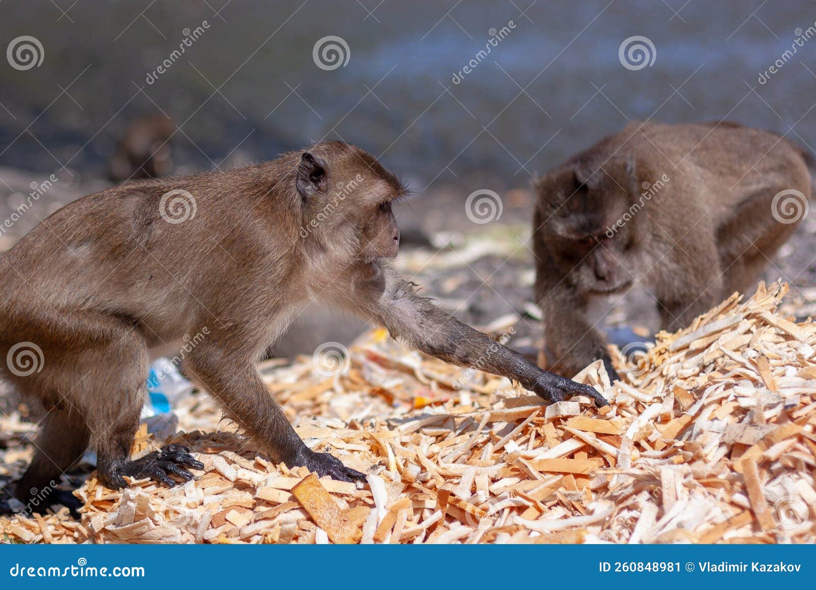 Group of Macaque Monkeys Eat Crust of Bread from Large Pile on the ...