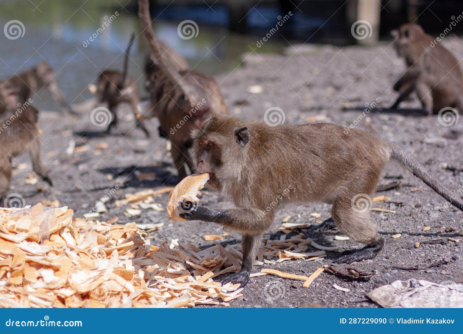Group of Macaque Monkeys Eat Crust of Bread from Large Pile on the ...
