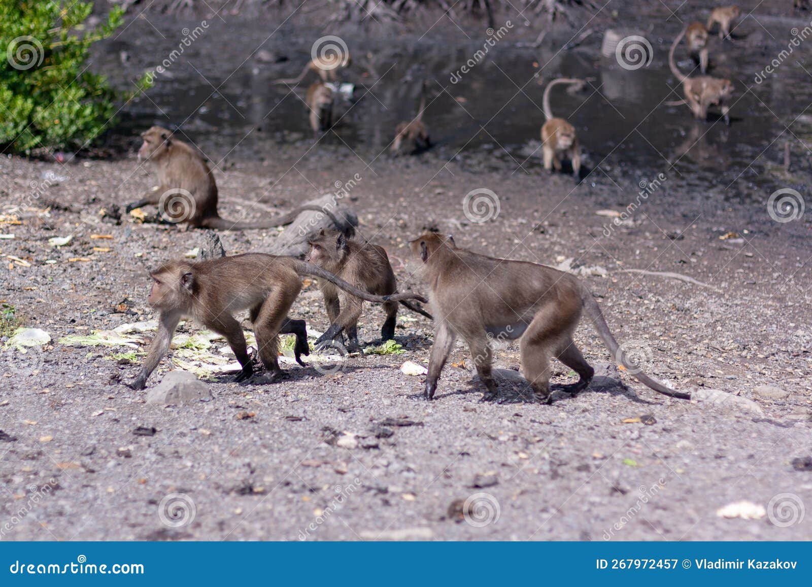 Group of Macaque Monkeys Walk on Ground with Mud in Background ...