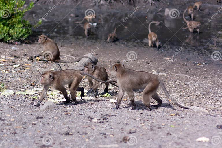 Group of Macaque Monkeys Walk on Ground with Mud in Background ...