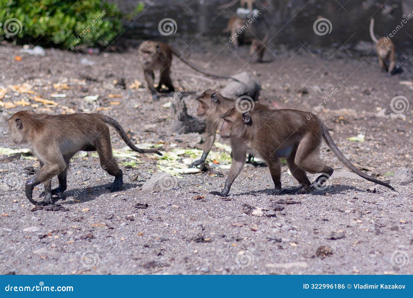 Group of Macaque Monkeys Walk on Ground with Mud in Background ...