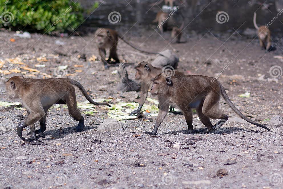 Group of Macaque Monkeys Walk on Ground with Mud in Background ...