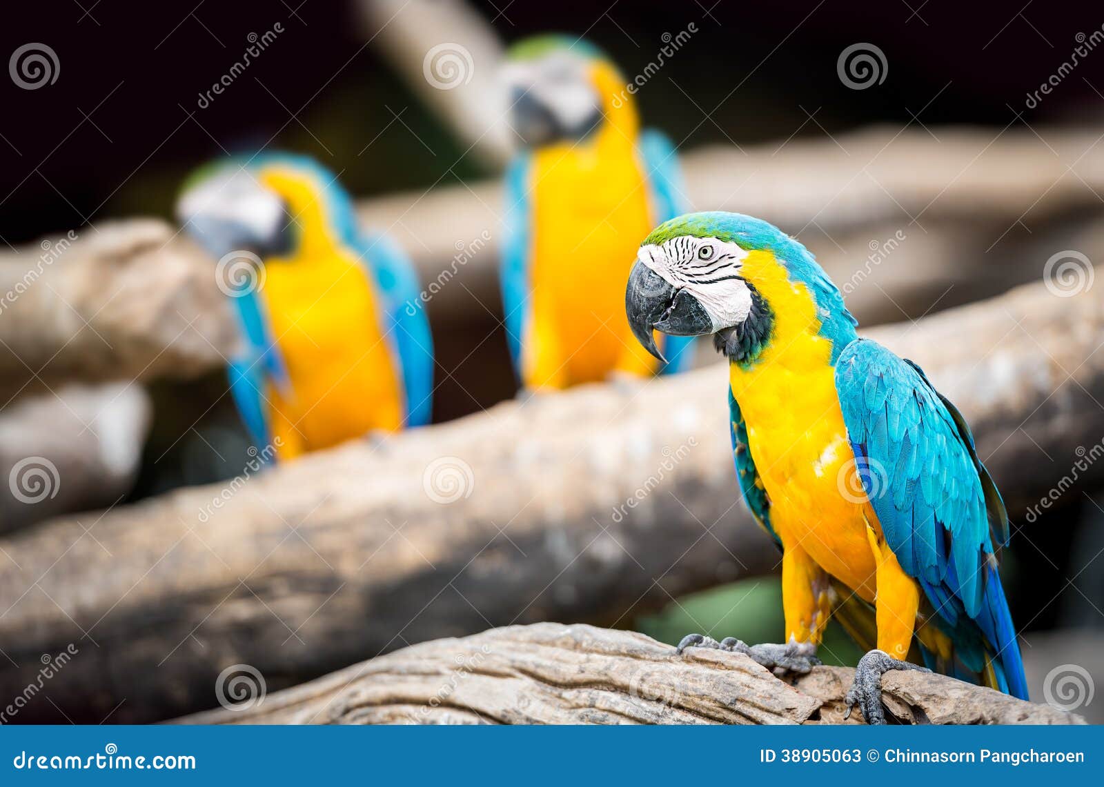 Group of macaw stock image. Image of tropical, bright - 38905063