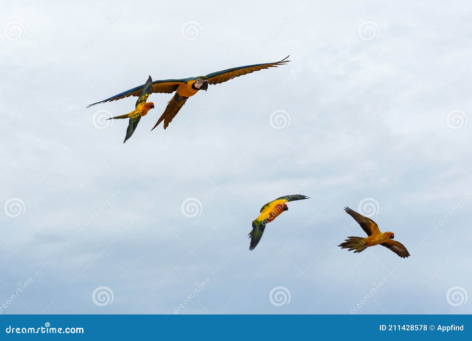 Group of Macaw is Flying on Backgrounds of the Sky Stock Photo - Image ...
