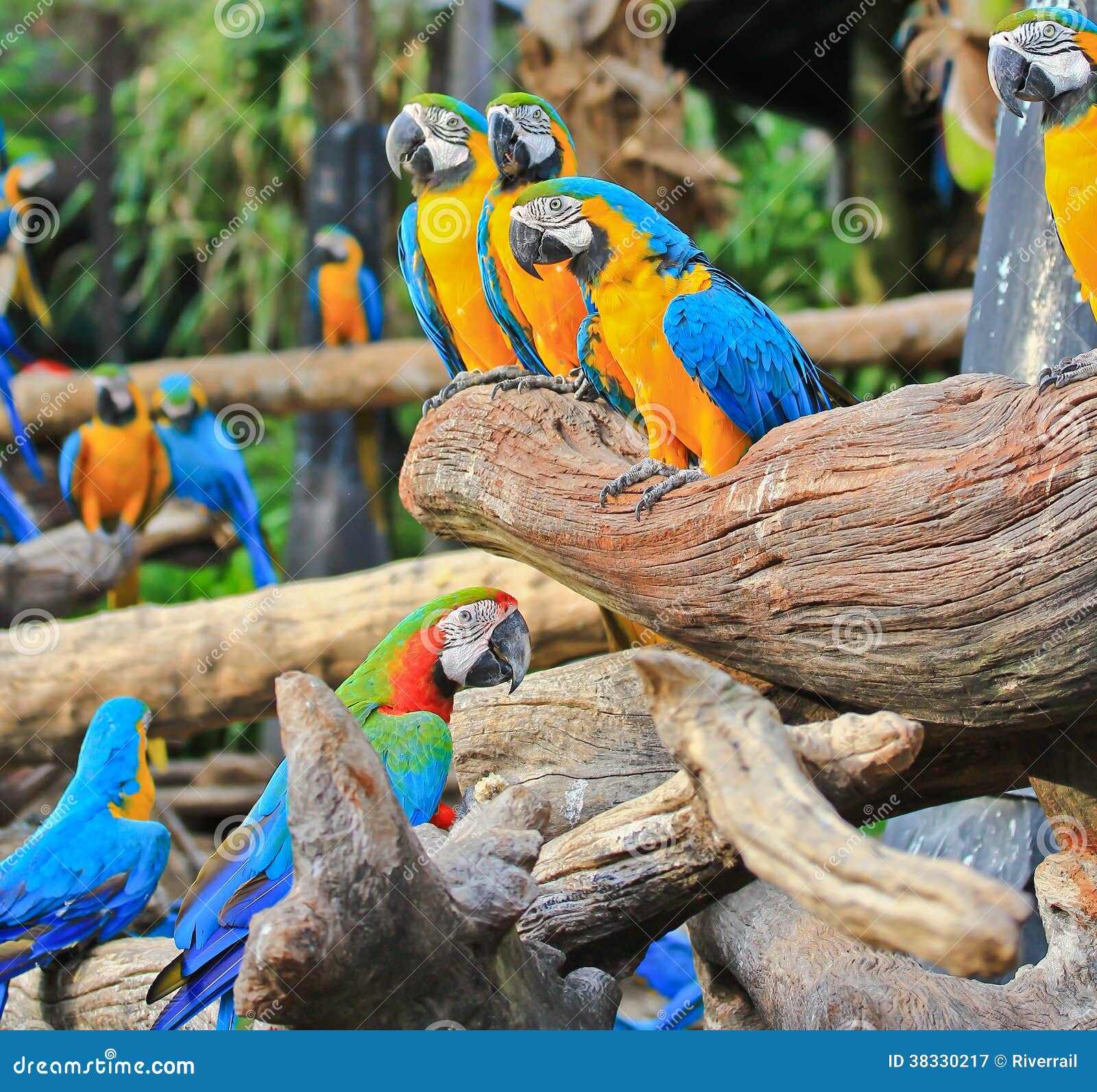 Group of Macaw parrots stock image. Image of endangered - 38330217