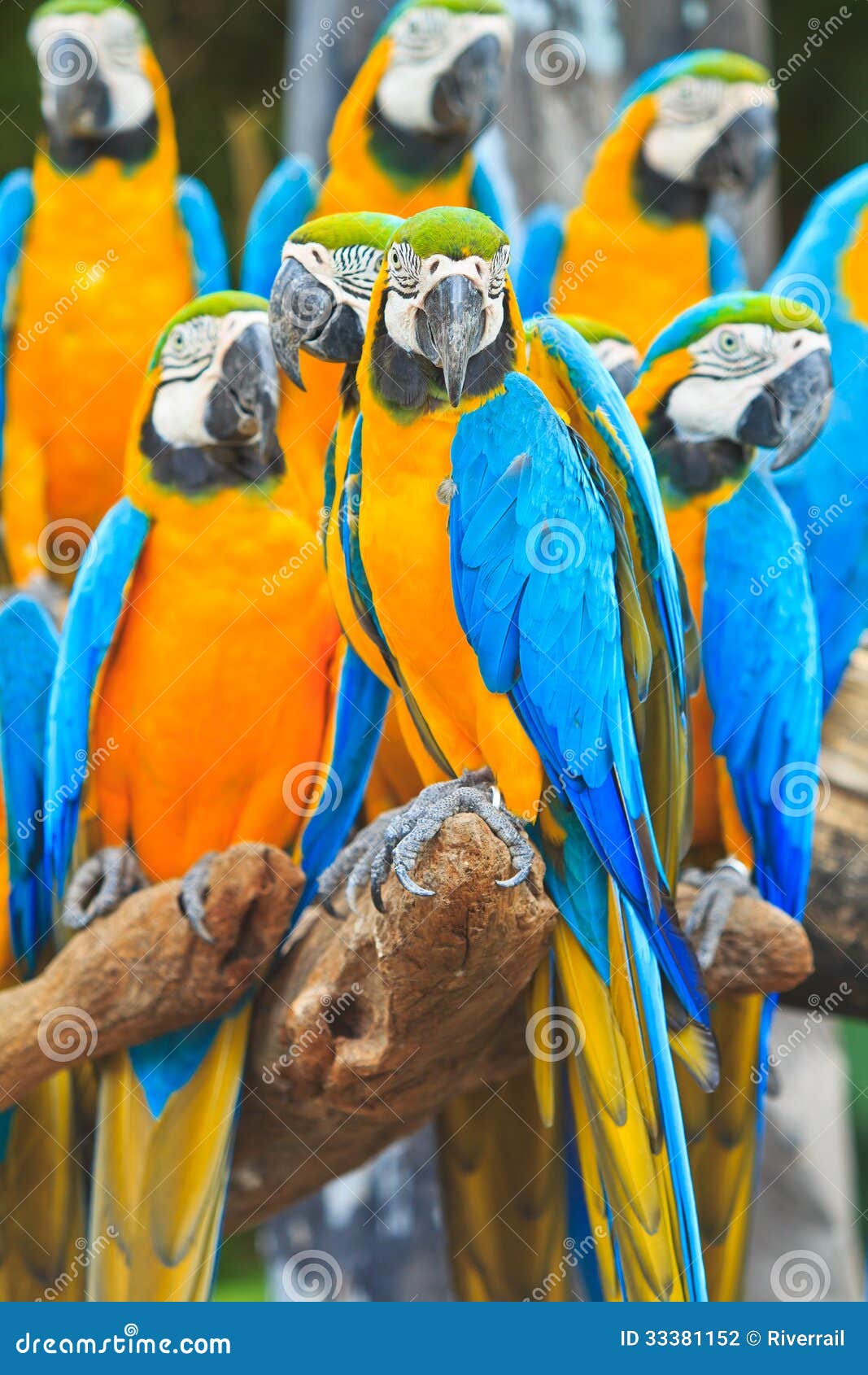 Group of Macaw parrots stock photo. Image of endangered - 33381152