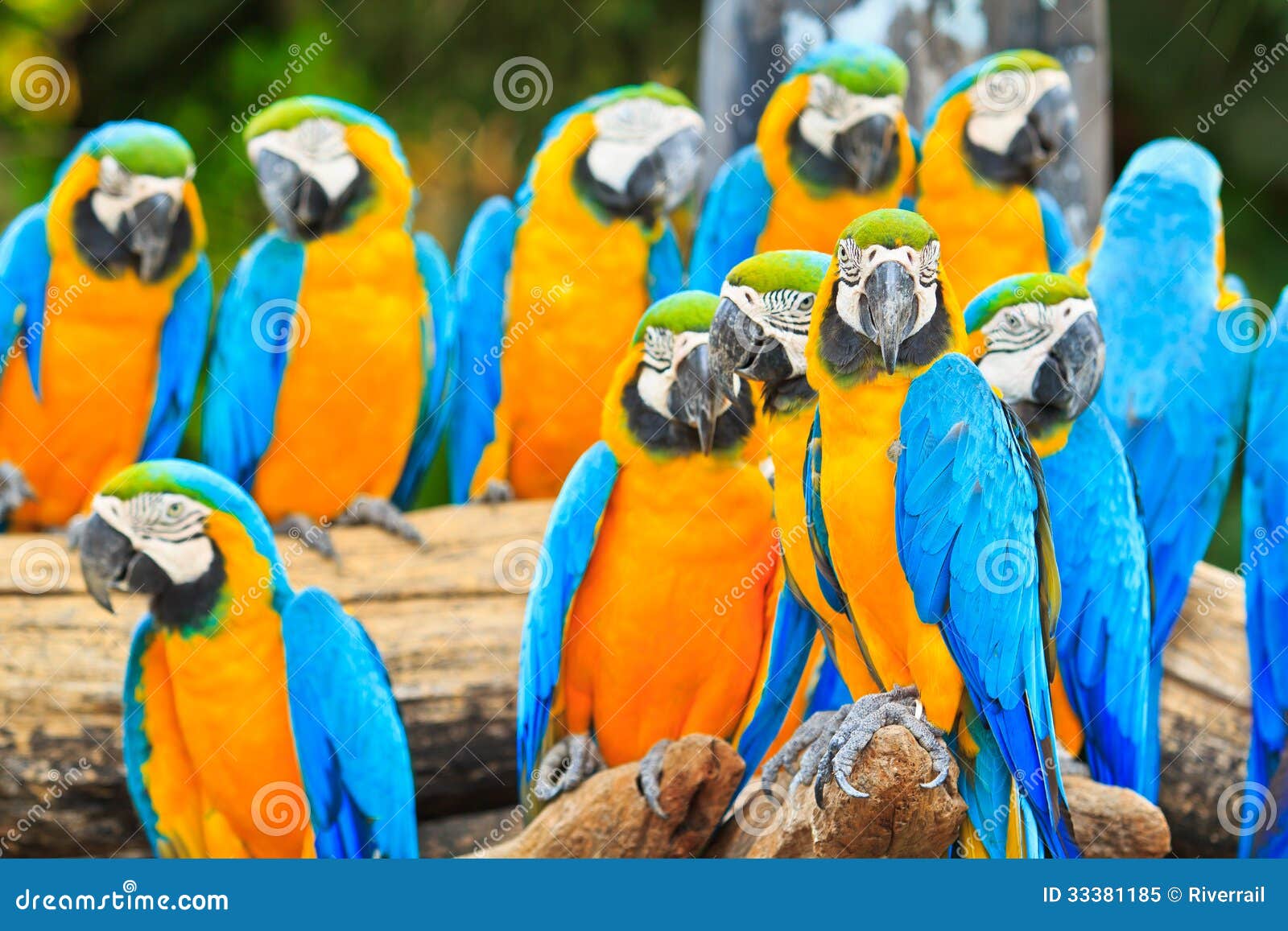 Group of Macaw parrots stock image. Image of life, avian - 33381185