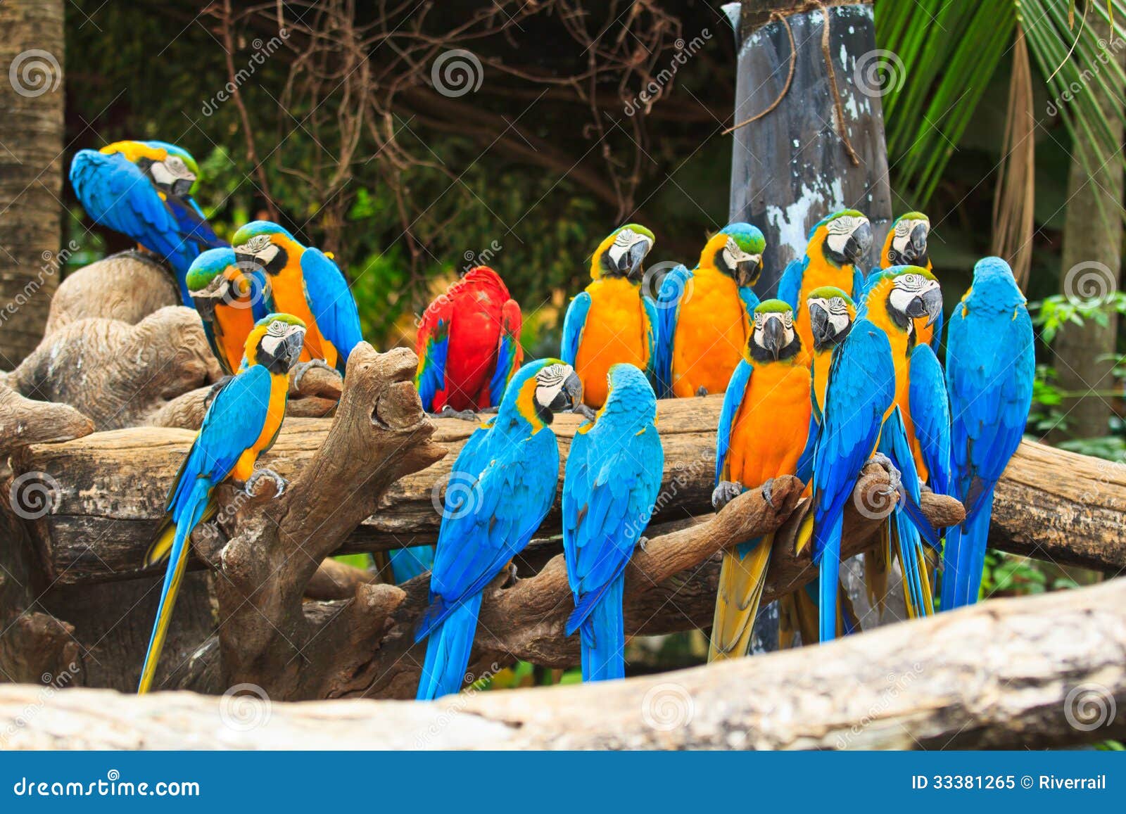 Group of Macaw parrots stock image. Image of colorful - 33381265