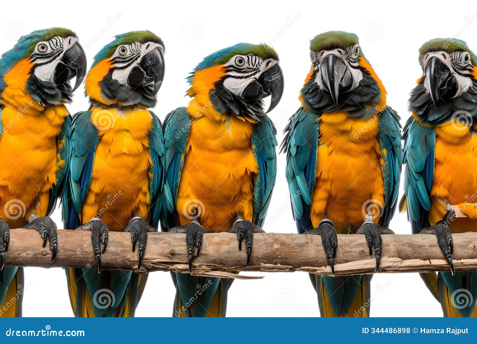 A Group of Macaw Perching on Branch,Lansing,Michigan, Isolated on White ...