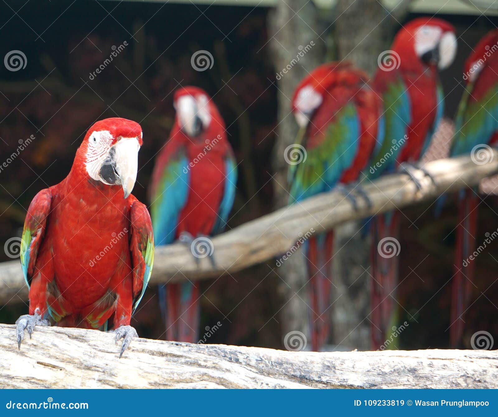 Group of macaws bird. stock image. Image of love, forest - 109233819