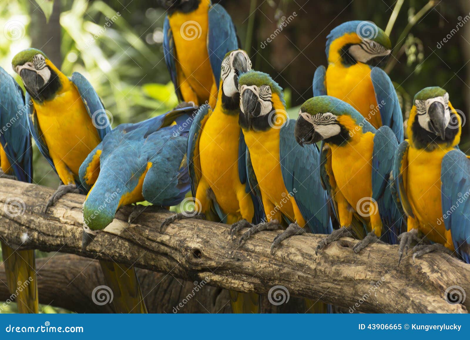 Group of Macaws stock image. Image of green, colorful - 43906665
