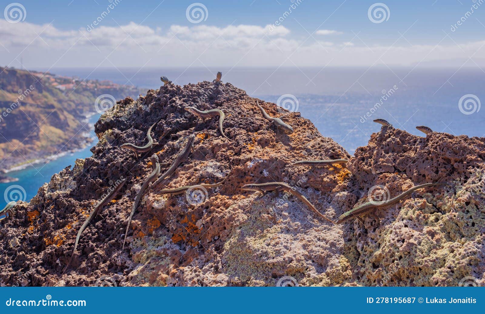 Group of Madeira Lizards on a Rock Stock Image - Image of pose ...