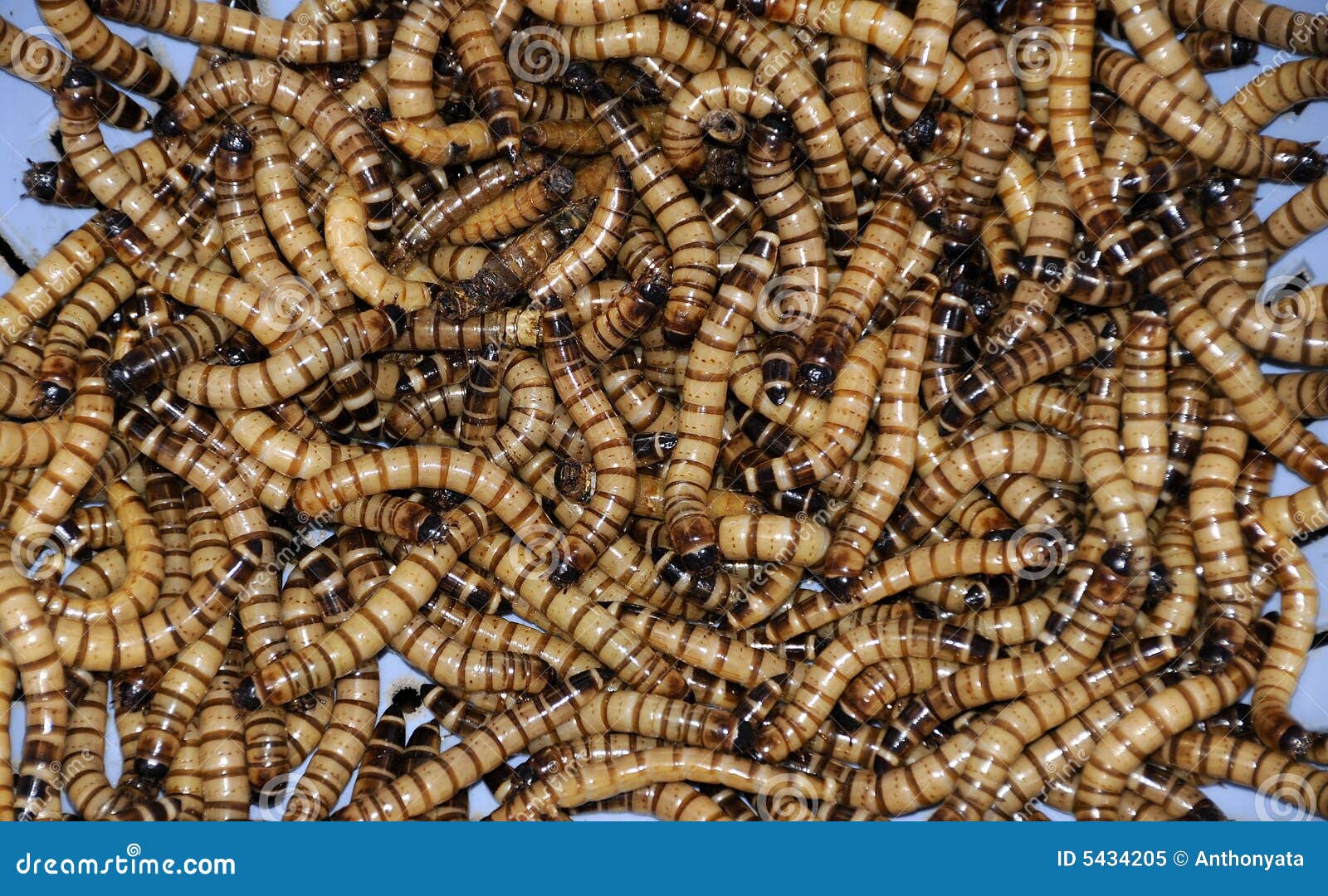 Group of maggots stock image. Image of closeup, crawl - 5434205