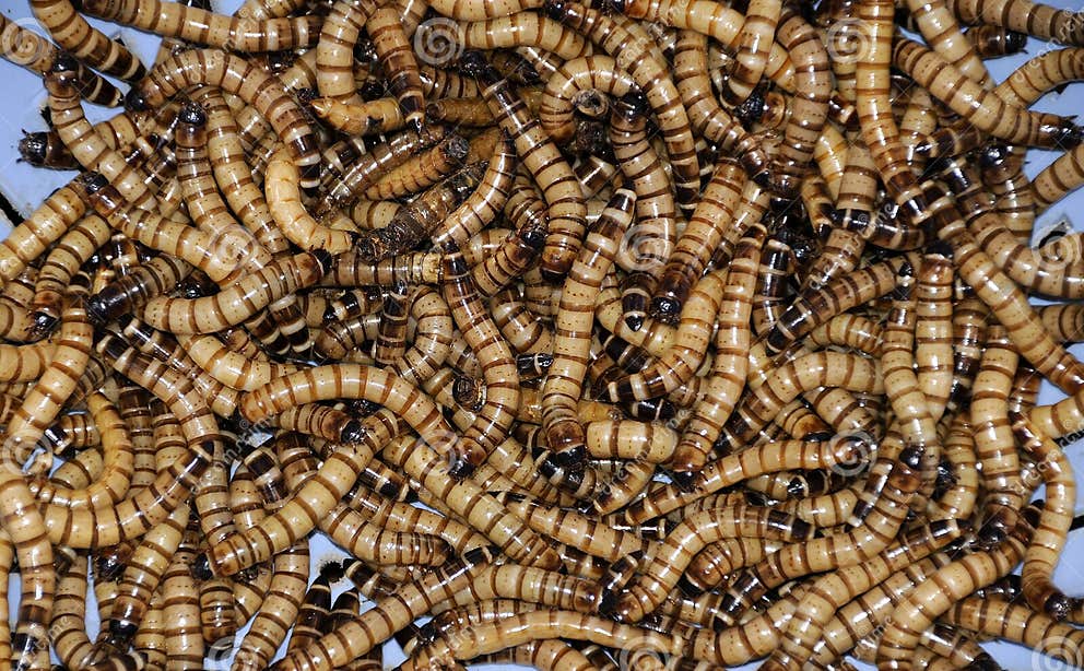 Group of maggots stock image. Image of closeup, crawl - 5434205