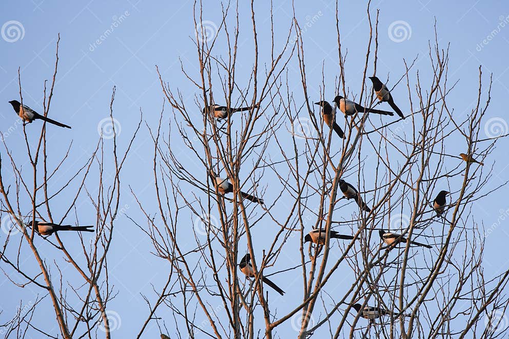 Group of Magpies Sitting on the Branches Stock Image - Image of bush ...